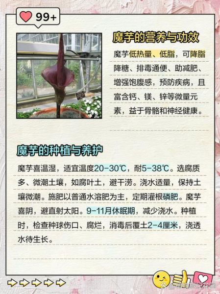 魔芋的功效与作用_魔芋的副作用有哪些-第2张图片-山城妙识