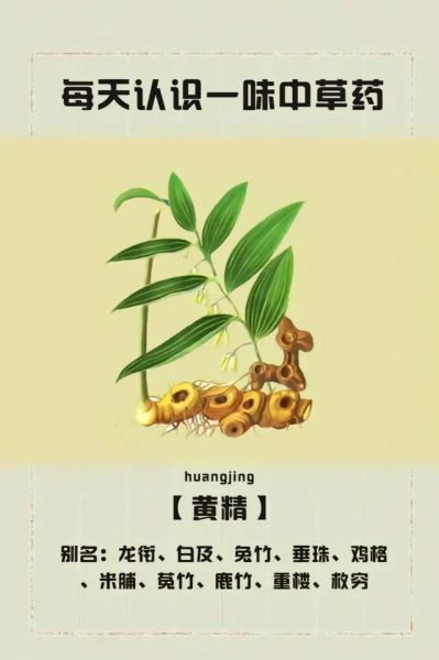 黄精长什么样_黄精植物图片怎么识别-第1张图片-山城妙识