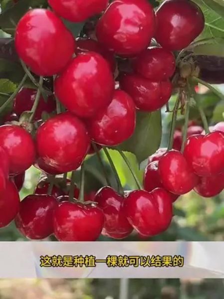糖尿病可以吃樱桃吗_樱桃升糖指数高吗-第2张图片-山城妙识