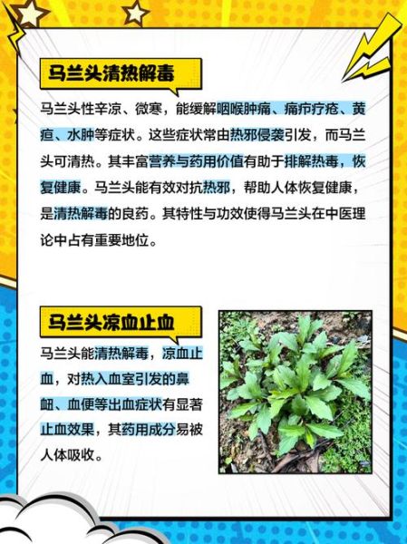马兰头根煮水功效与作用_马兰头根煮水可以天天喝吗-第3张图片-山城妙识