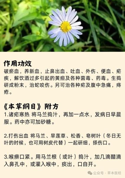 马兰头根煮水功效与作用_马兰头根煮水可以天天喝吗-第1张图片-山城妙识