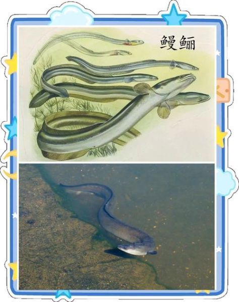 鳗鲡和鳗鱼的区别_鳗鲡是不是鳗鱼-第2张图片-山城妙识