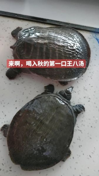 王八汤的功效与禁忌_王八汤适合什么人喝-第1张图片-山城妙识