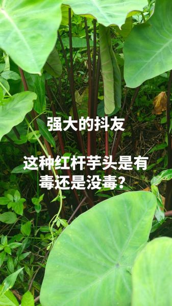 芋头没煮熟吃了会中毒吗_芋头中毒症状-第3张图片-山城妙识