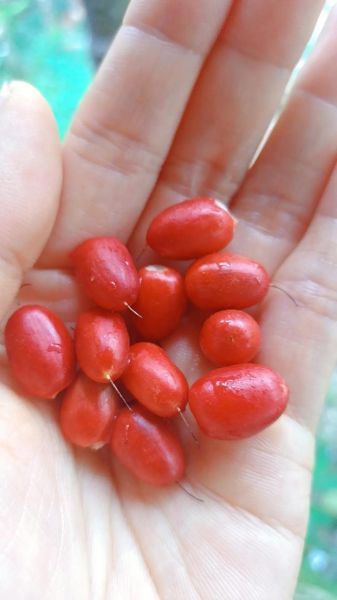 神秘果一次可以吃几个_神秘果吃多了会怎样-第1张图片-山城妙识