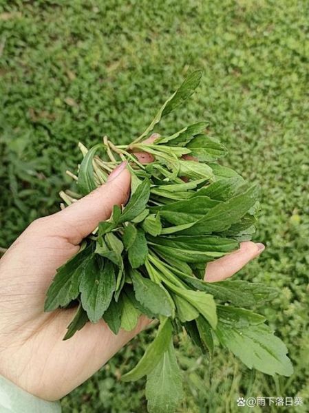 野菜马兰头图片_马兰头长什么样-第1张图片-山城妙识