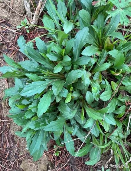 野菜马兰头图片_马兰头长什么样-第3张图片-山城妙识