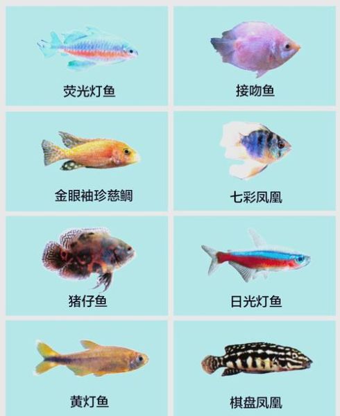 常见鱼的种类图片和名字_淡水鱼与海水鱼名称对照-第2张图片-山城妙识 常见鱼的种类图片和名字_淡水鱼与海水鱼名称对照-第2张图片-山城妙识