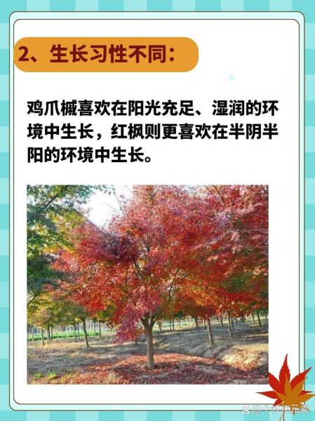 鸡爪槭是什么树_鸡爪槭和红枫的区别-第2张图片-山城妙识 鸡爪槭是什么树_鸡爪槭和红枫的区别-第2张图片-山城妙识