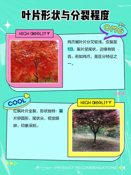 鸡爪槭是什么树_鸡爪槭和红枫的区别-第3张图片-山城妙识 鸡爪槭是什么树_鸡爪槭和红枫的区别-第3张图片-山城妙识