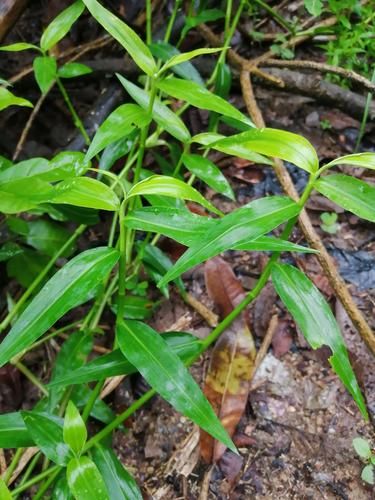 水竹叶图片怎么识别_水竹叶和鸭跖草区别-第1张图片-山城妙识