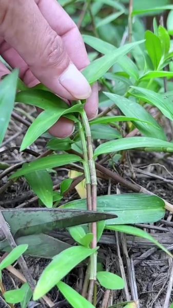 水竹叶图片怎么识别_水竹叶和鸭跖草区别-第3张图片-山城妙识