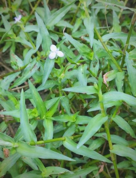 水竹叶图片怎么识别_水竹叶和鸭跖草区别-第2张图片-山城妙识