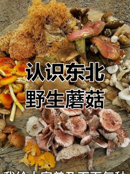 东北蘑菇怎么区分有毒_东北蘑菇几月份采摘最好-第1张图片-山城妙识