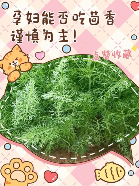 茴香菜孕妇能吃吗_孕妇吃茴香安全吗-第3张图片-山城妙识