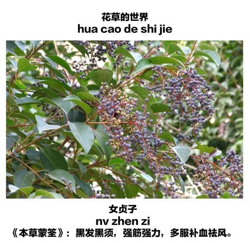 女贞子功效与作用_女贞子能长期吃吗-第2张图片-山城妙识