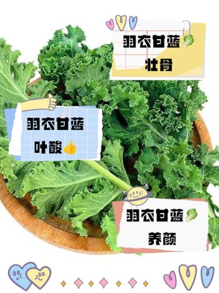 羽衣甘蓝菜的功效与作用_羽衣甘蓝怎么吃减肥-第1张图片-山城妙识