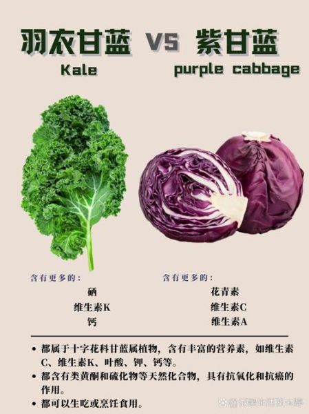 羽衣甘蓝菜的功效与作用_羽衣甘蓝怎么吃减肥-第3张图片-山城妙识