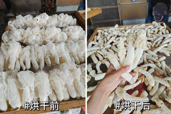 竹荪是怎么长出来的_竹荪生长全过程-第1张图片-山城妙识