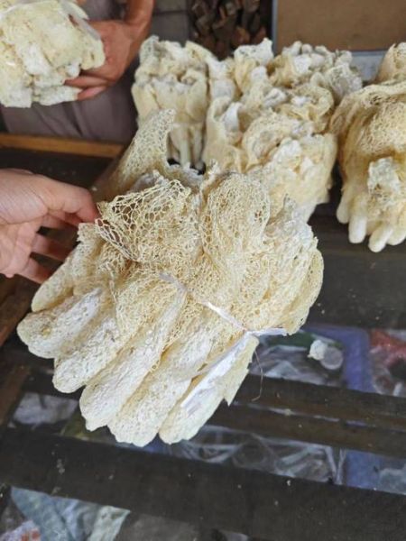 竹荪是怎么长出来的_竹荪生长全过程-第3张图片-山城妙识