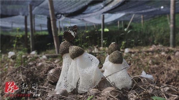 竹荪是怎么长出来的_竹荪生长全过程-第2张图片-山城妙识