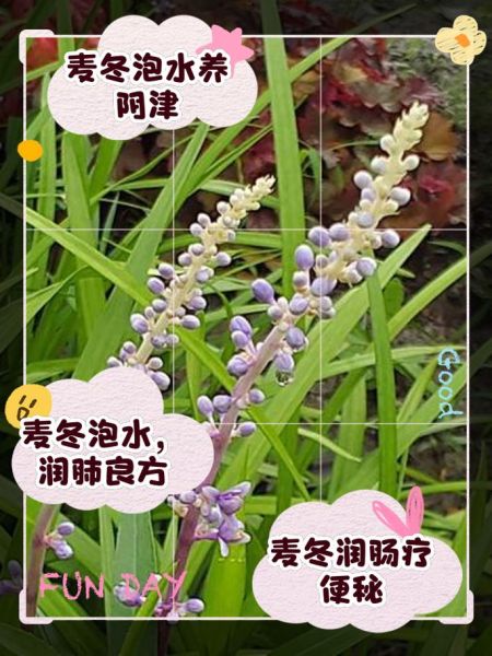 麦冬泡水喝的正确方法_麦冬泡水一天用量多少-第1张图片-山城妙识 麦冬泡水喝的正确方法_麦冬泡水一天用量多少-第1张图片-山城妙识