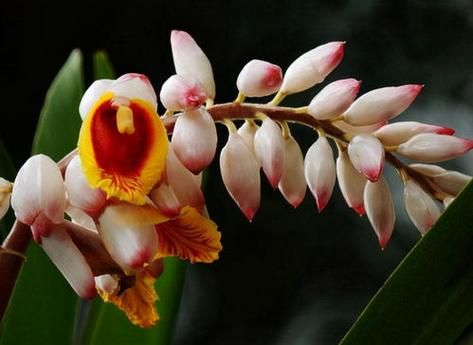 豆蔻年华打一生肖是什么_豆蔻年华对应生肖解析-第2张图片-山城妙识