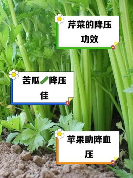 降血压的蔬菜有哪些_降血压的水果有哪些-第1张图片-山城妙识