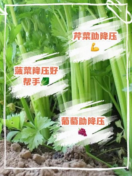 降血压的蔬菜有哪些_降血压的水果有哪些-第3张图片-山城妙识
