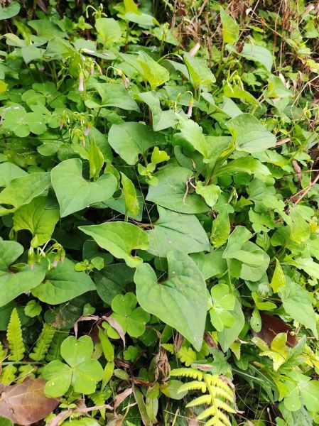 三月三煮鸡蛋的草是什么草_荠菜花地菜功效-第2张图片-山城妙识