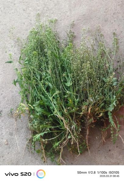 三月三煮鸡蛋的草是什么草_荠菜花地菜功效-第1张图片-山城妙识