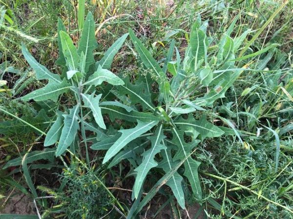 苦菜图片大全及名字_苦菜有哪些常见品种-第1张图片-山城妙识