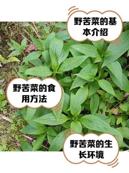 苦菜图片大全及名字_苦菜有哪些常见品种-第2张图片-山城妙识