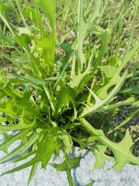 苦菜图片大全及名字_苦菜有哪些常见品种-第3张图片-山城妙识