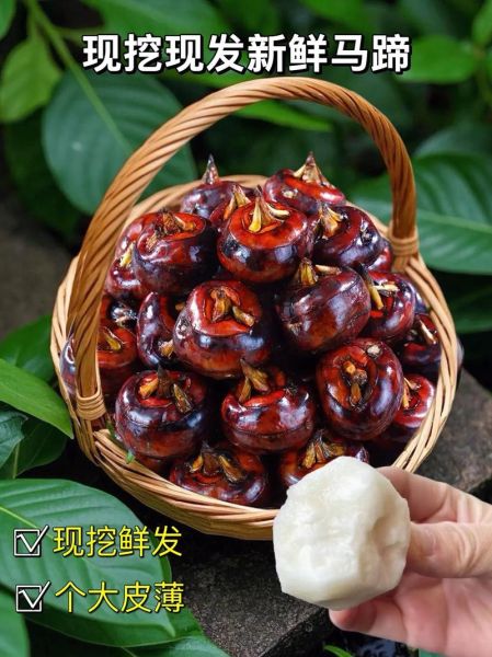 荸荠读音是什么_荸荠怎么读才标准-第2张图片-山城妙识