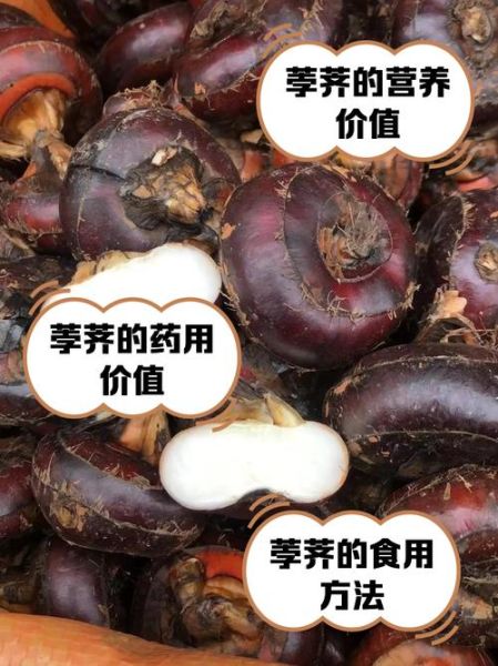 荸荠读音是什么_荸荠怎么读才标准-第3张图片-山城妙识