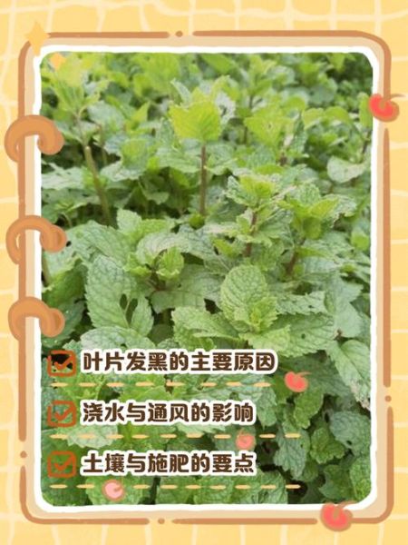 薄荷叶子发黑干枯怎么办_薄荷叶子边缘发黑干枯怎么救-第2张图片-山城妙识