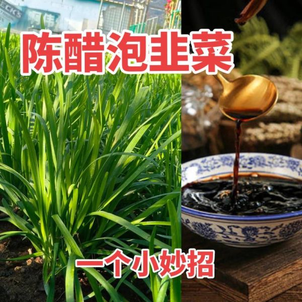韭菜咸菜怎么腌制_韭菜咸菜腌制多久能吃-第1张图片-山城妙识