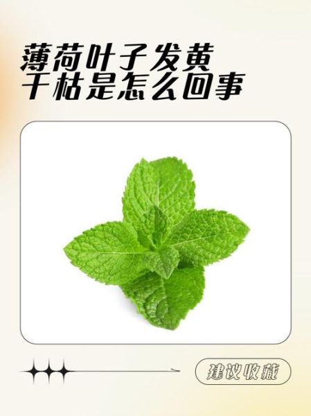 薄荷叶子发黑干枯怎么办_薄荷叶子边缘发黑干枯怎么救-第3张图片-山城妙识