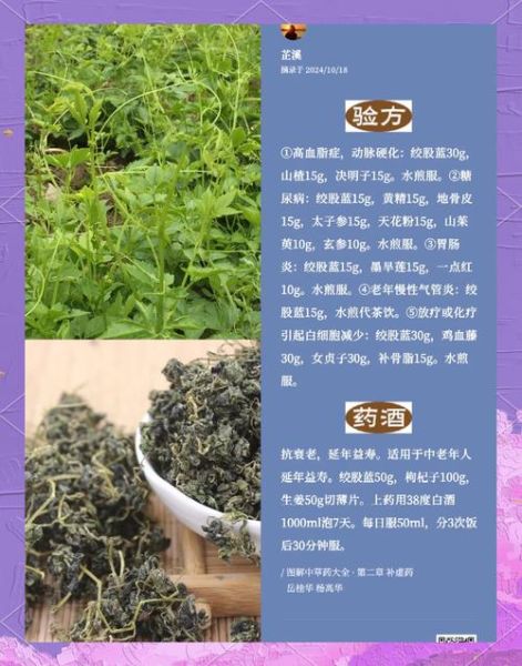 绞股蓝泡水喝的功效与作用_长期喝有副作用吗-第3张图片-山城妙识