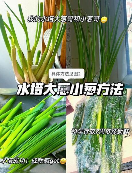 水葱怎么养_水葱和香蒲的区别-第1张图片-山城妙识