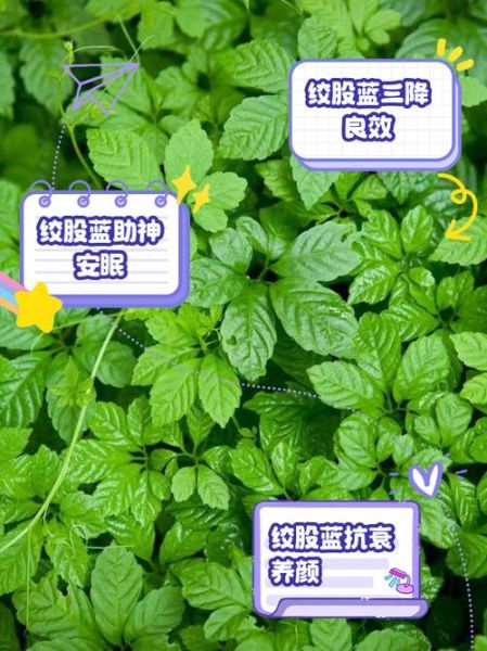 绞股蓝泡水喝的功效与作用_长期喝有副作用吗-第1张图片-山城妙识