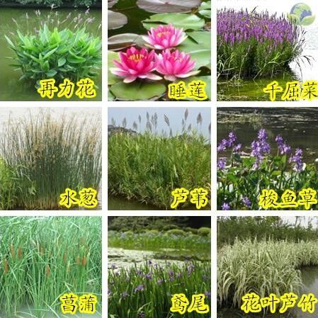 水葱怎么养_水葱和香蒲的区别-第3张图片-山城妙识