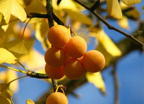 白果治疗外阴瘙痒有效吗_白果怎么用止痒最快-第1张图片-山城妙识