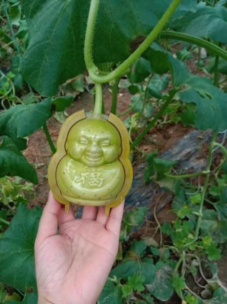 长得像娃娃的人参果是什么_娃娃人参果营养价值-第1张图片-山城妙识