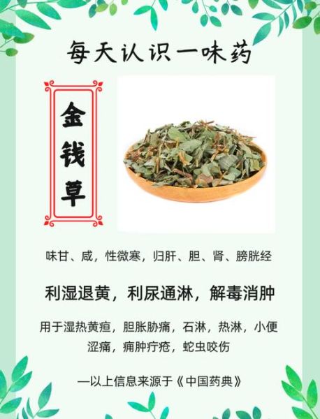金钱草禁忌_金钱草相克食物-第1张图片-山城妙识