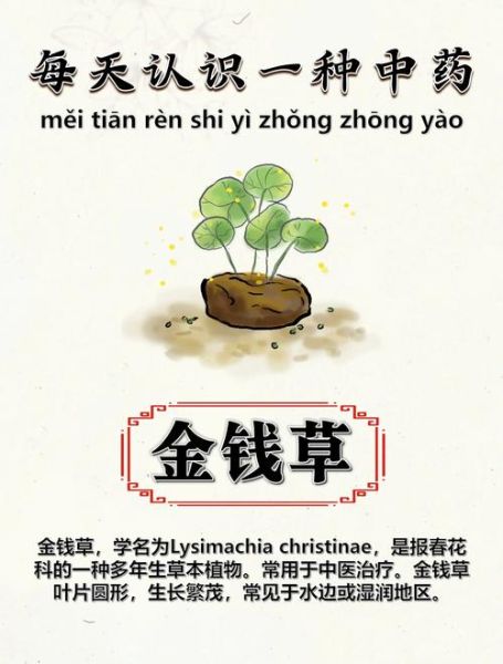 金钱草禁忌_金钱草相克食物-第2张图片-山城妙识