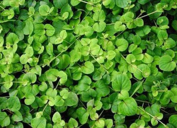 金钱草禁忌_金钱草相克食物-第3张图片-山城妙识