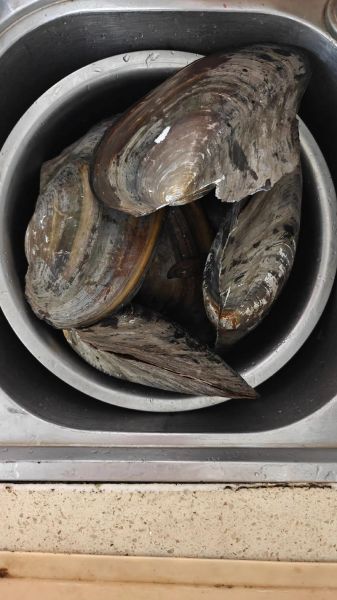 河蚌高压锅压多久才烂_河蚌高压锅多长时间能炖烂-第1张图片-山城妙识