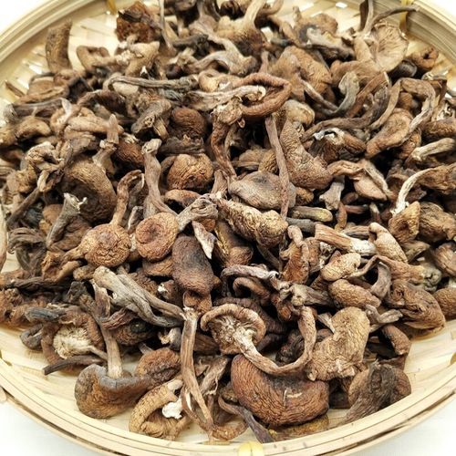 野生榛蘑多少钱一斤_野生榛蘑怎么做好吃-第2张图片-山城妙识